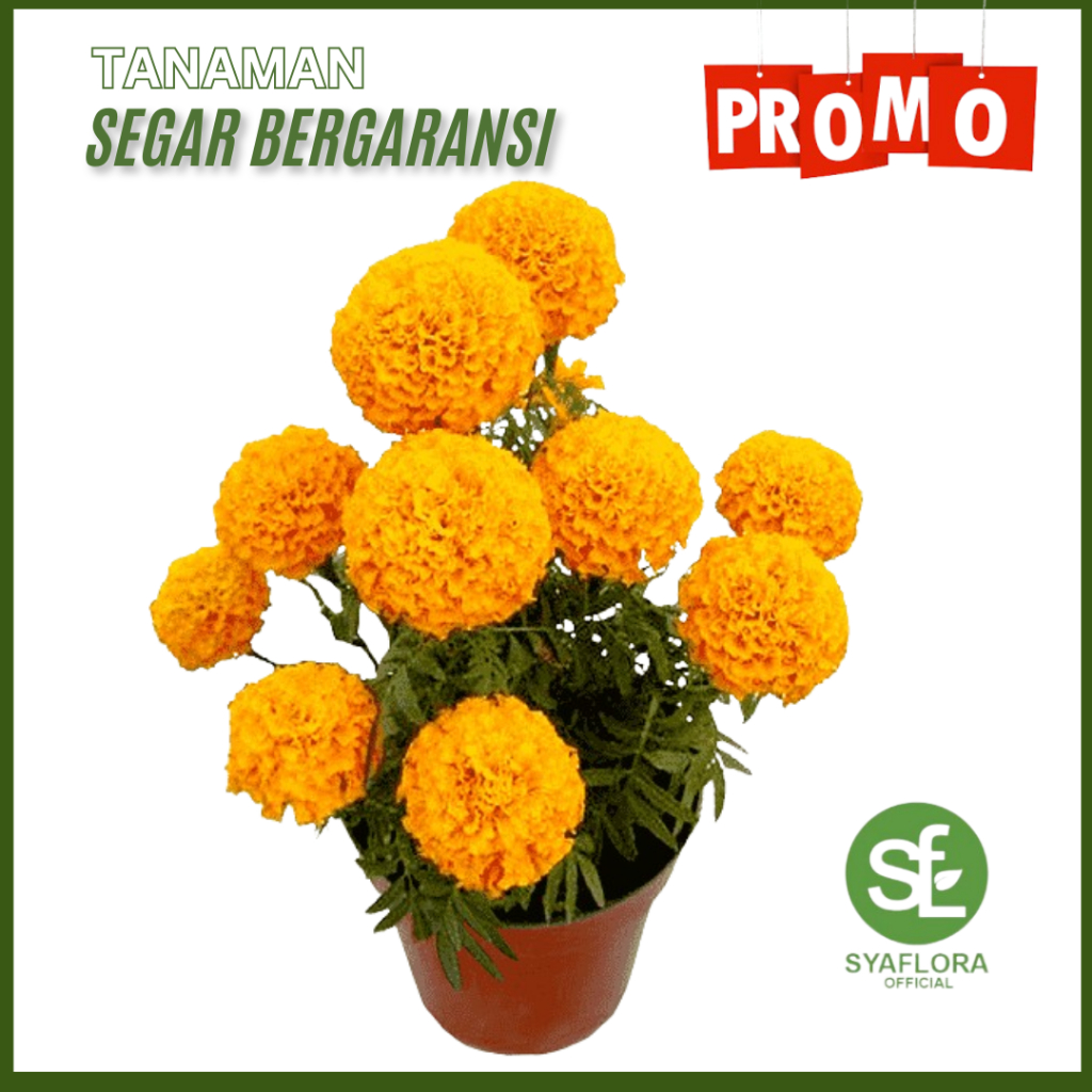 Jual Syaflora-bunga marigold rimbun dan berkualitas | Shopee Indonesia