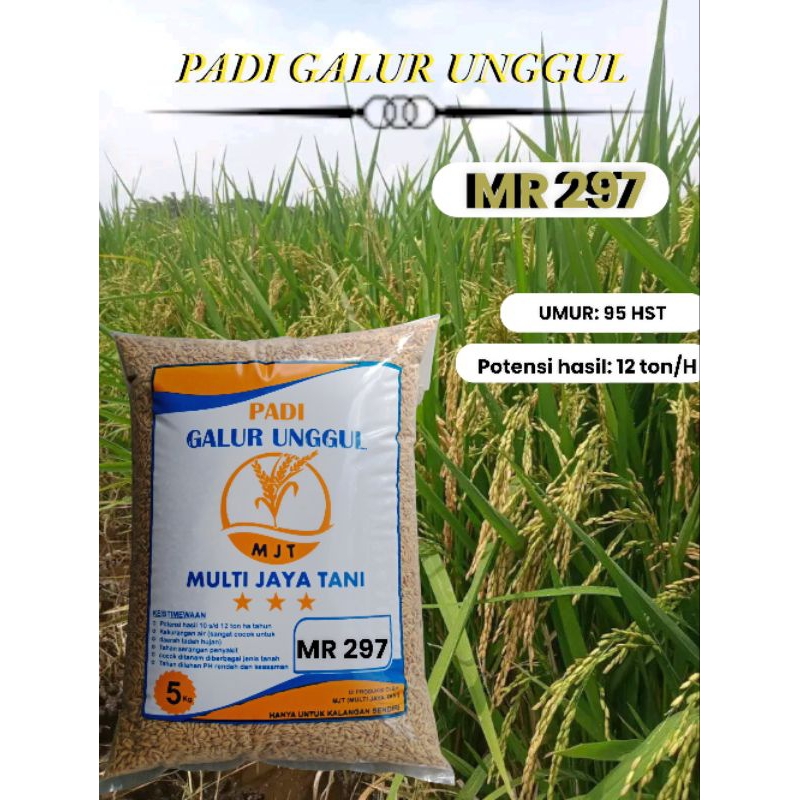 Jual BENIH PADI MR 297 KEMASAN 5KG PADI UNGGUL TAHAN HAMA | Shopee Indonesia