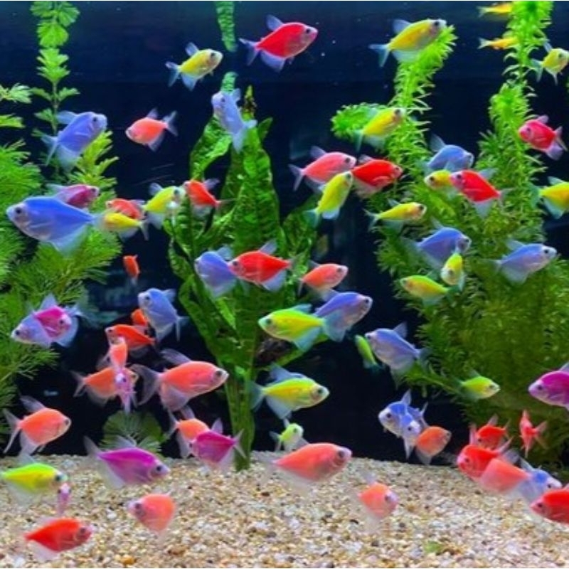 Jual Paket Hemat 20 Ekor Glowfish/Hiasan Aquarium/Ikan Glowfish +Bonus ...