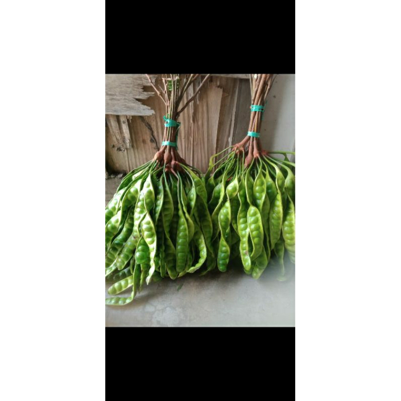 Jual PETE SUPER FRESH 1 Paket isi 10 papan/lonjor | Shopee Indonesia