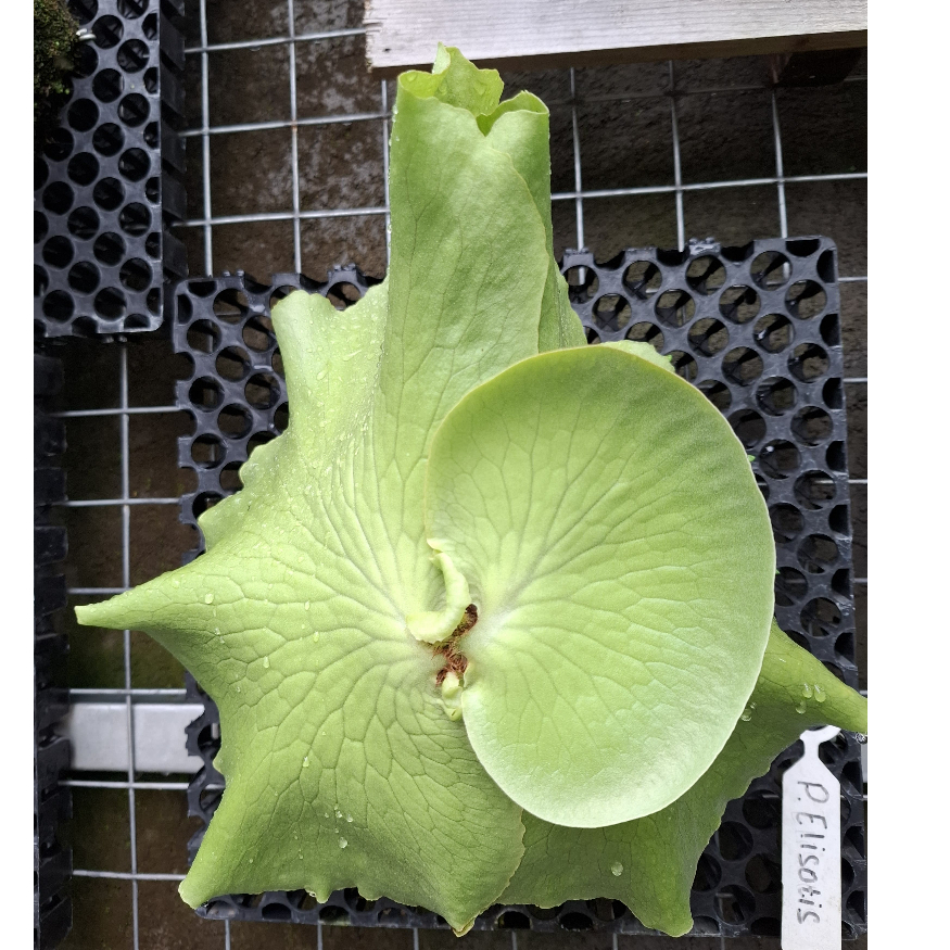 Jual Anakan Platycerium Elisotis (Elephantotis X Ellisi) | Shopee Indonesia