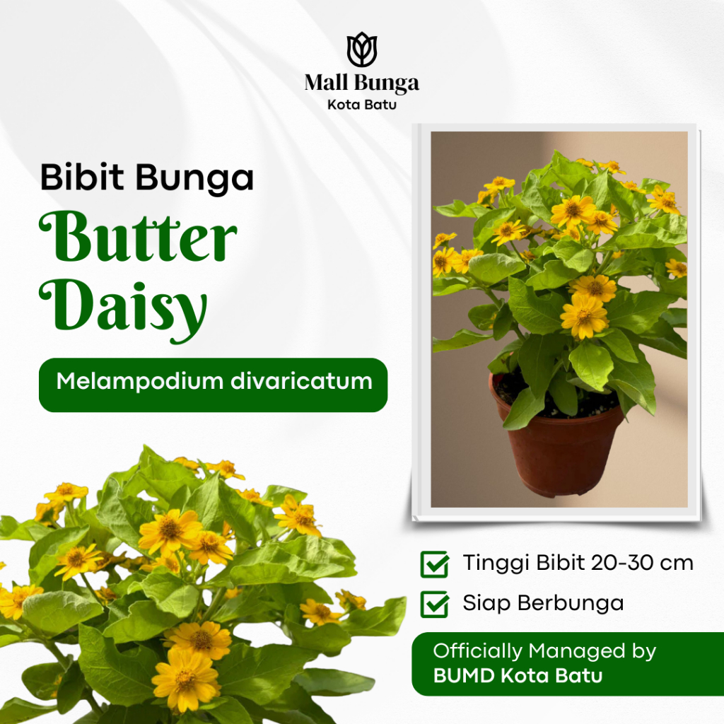 Jual Tanaman Hias Butter Daisy - Bunga Seribu Bintang Matahari ...