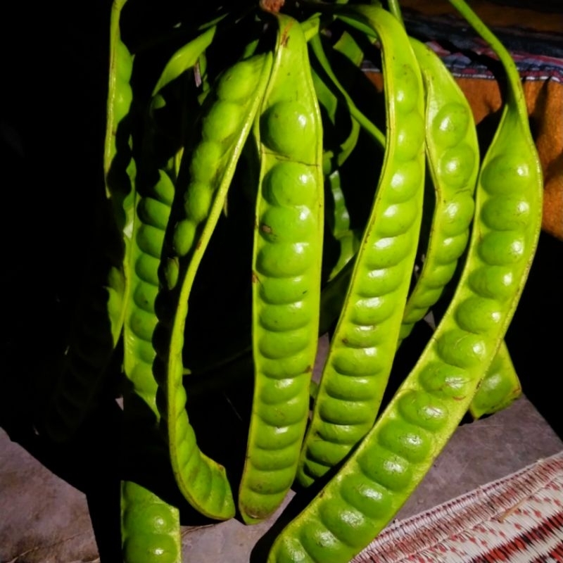 Jual PETE Petai Tua Per 5 papan/keris | Shopee Indonesia