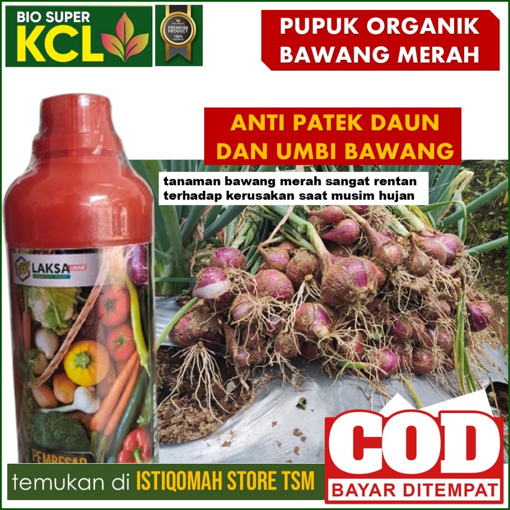 Jual Pupuk BIO SUPER KCL: Jaminan Bawang Merah Besar, Sehat, dan Tahan ...