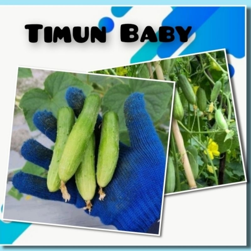 Jual Benih Timun Baby F1 Hibrida Bibit Tanaman Sayuran Unggul | Shopee ...