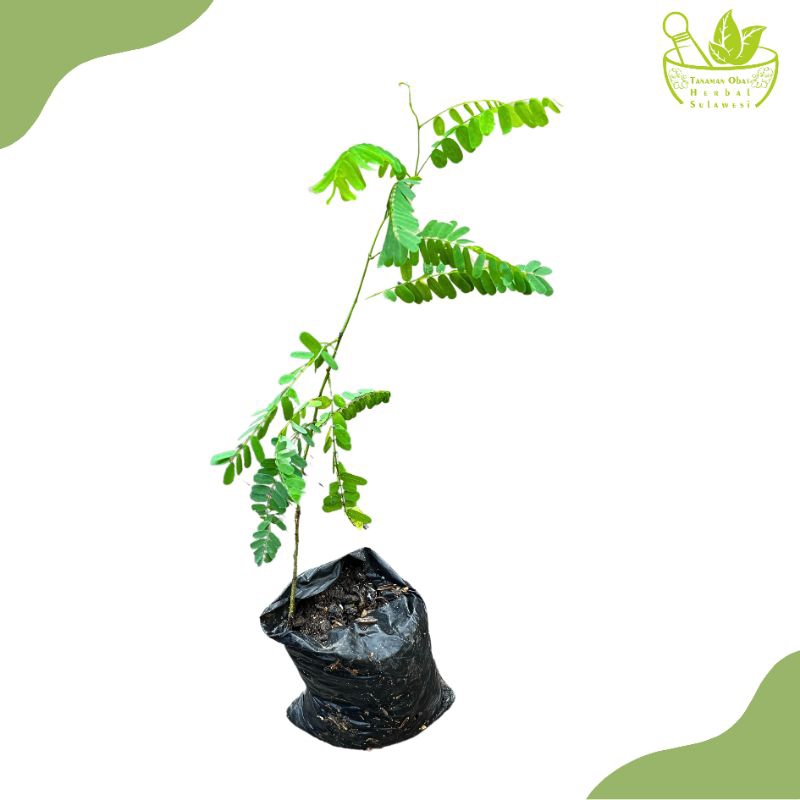 Jual Tanaman Herbal Saga Rambat/Bibit Tanaman Saga Rambat | Shopee ...