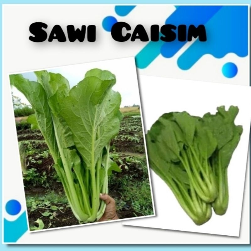 Jual Bibit Sayuran Sawi Caisim Benih Tanaman Sayuran Hidroponik Unggul ...