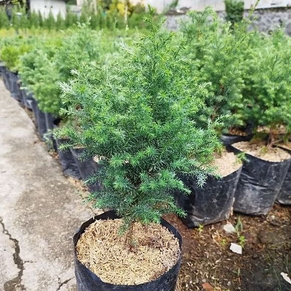 Jual Tanaman Hias Cemara Embun - Cemara Akaria - Pohon Cemara - Tanaman ...