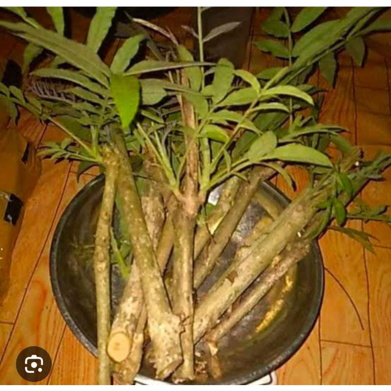 Jual Stek Bibit Sungkai Jati Sabrang 30 Cm Siap Tanam Murah | Shopee ...