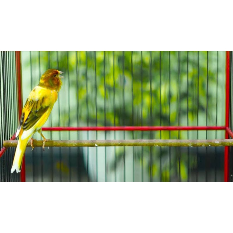 Jual KENARI KUNING & BON CERAH GACORAN ( REKOMENDASI PILIHAN ) | Shopee ...