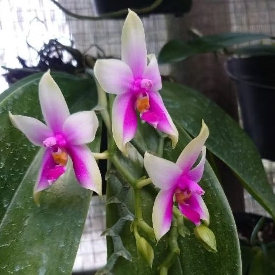 Jual Phalaenopsis bellina spesies | Shopee Indonesia Jual Phalaenopsis bellina spesies | Shopee Indonesia