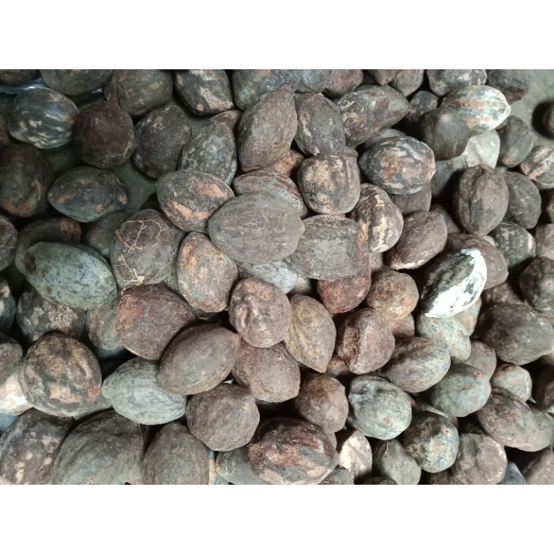 Jual Muncang panjangan buledan kecil( mix) | Shopee Indonesia