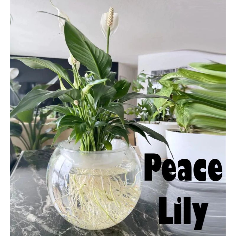 Jual (BISA COD) TERMURAH! Tanaman Hias Pembersih Udara Spatufillum ...