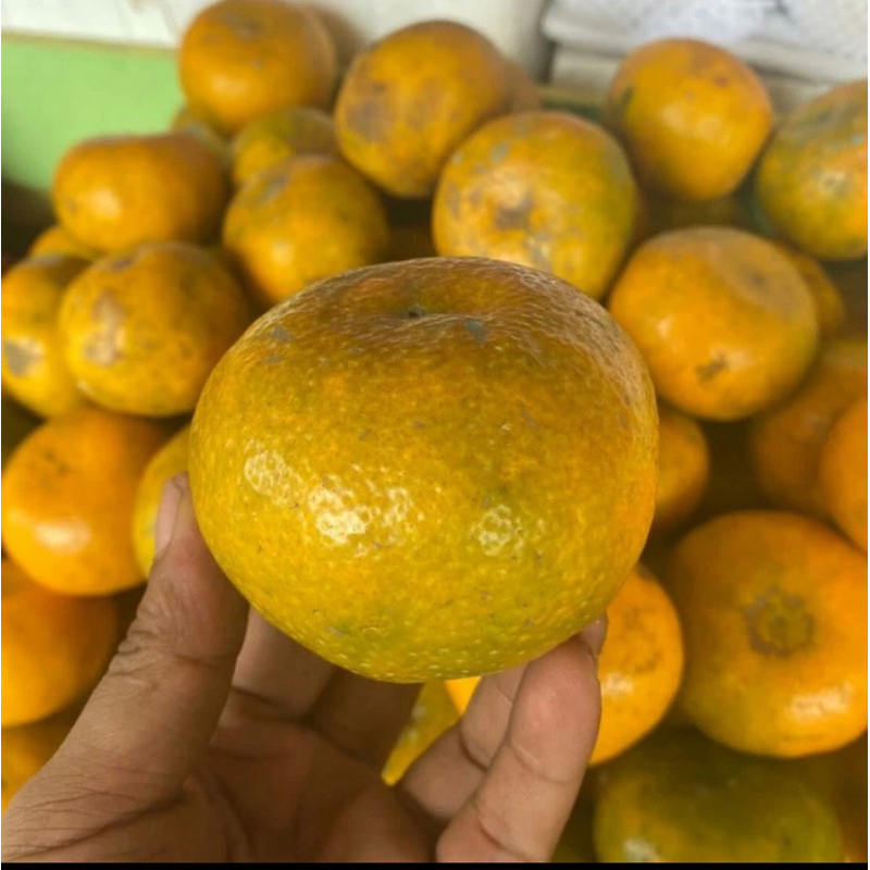 Jual buah jeruk Medan manis grosir 6kg, 10 kg dan 20 kg buah lokal ...