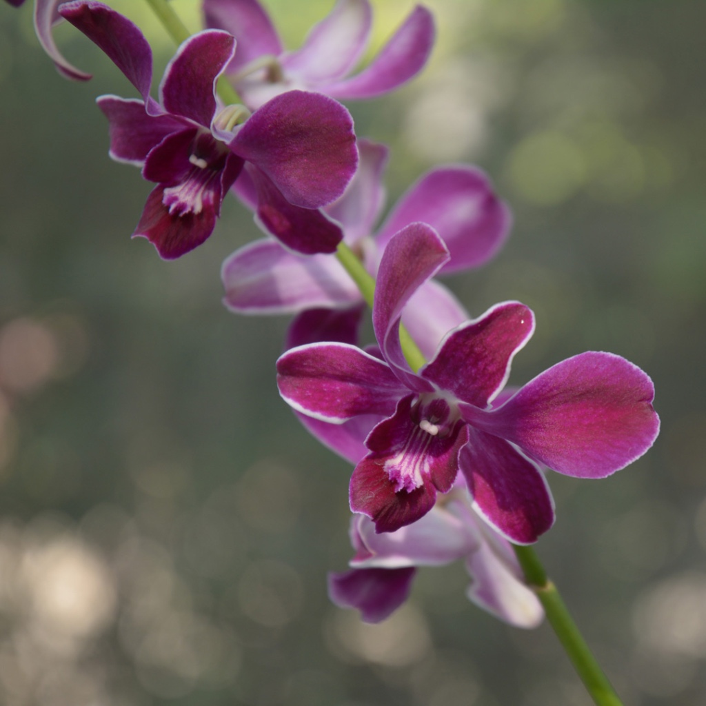 Jual tanaman anggrek dendrobium bunga bulat hirochi | Shopee Indonesia