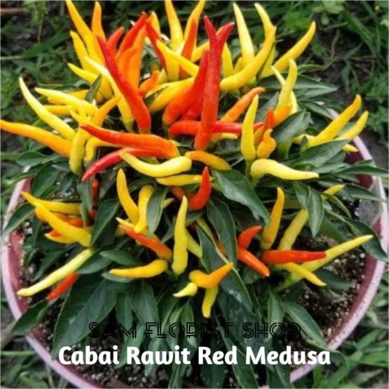 Jual Tanaman Cabai Rawit Red Medusa Berbuah - Red Medusa Capsicum ...