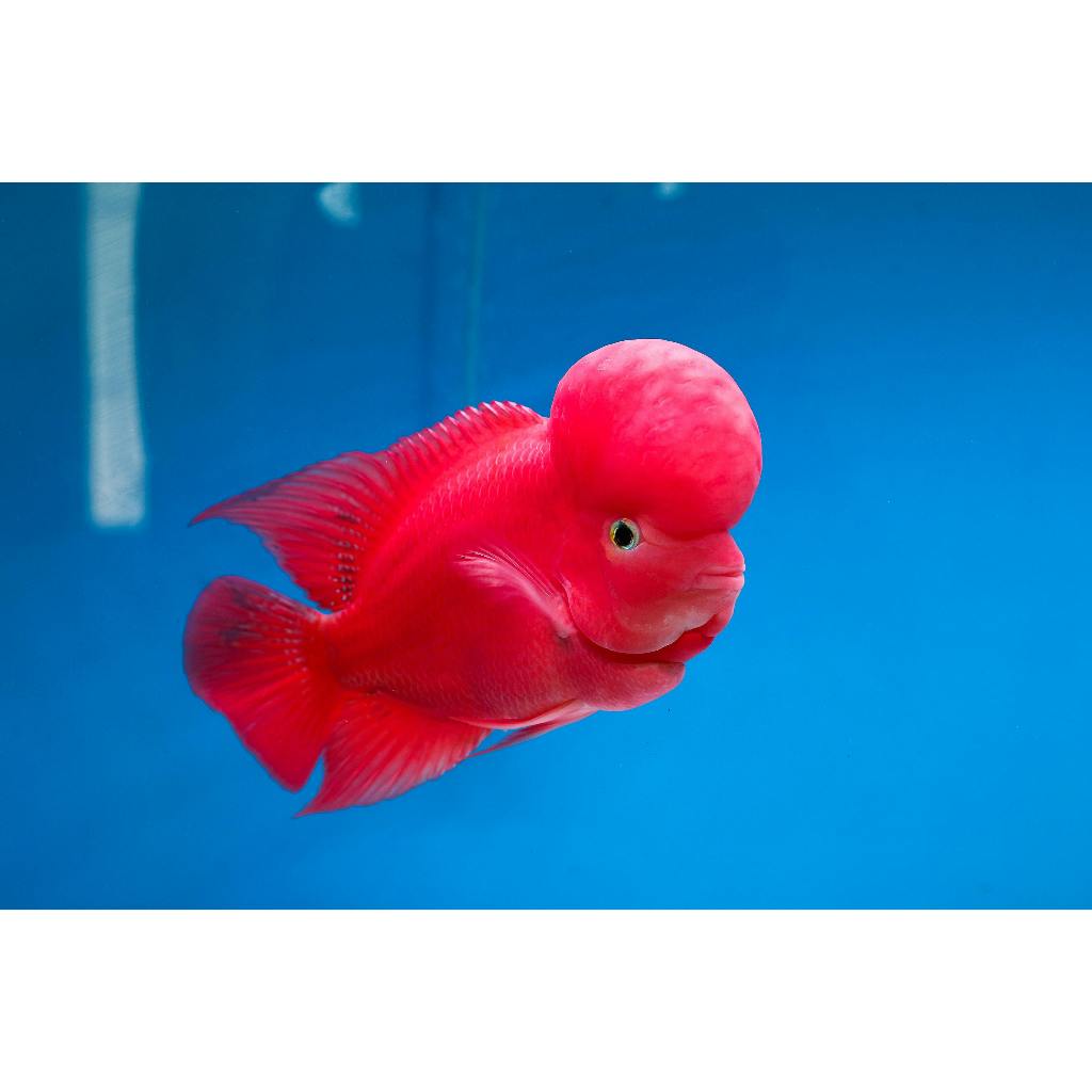 Jual Burayak Louhan Super Red Monkey Import Thailand 3-4cm ukuran kecil ...