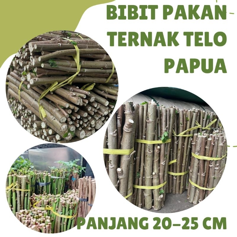 Jual bibit telo Papua pakan ternak kambing per15batang campur | Shopee ...