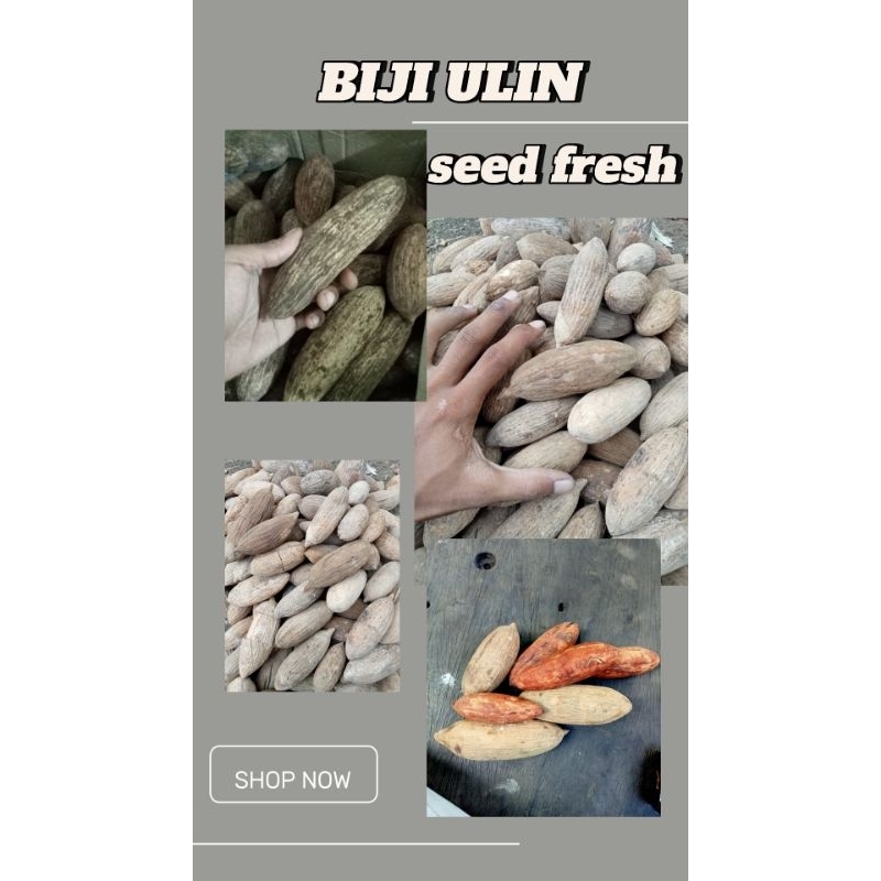 Jual biji Ulin Kalimantan siap tanam | Shopee Indonesia