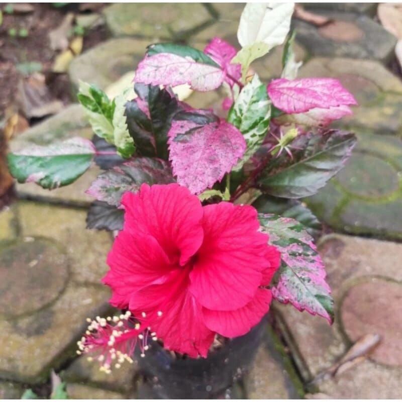 Jual Bunga sepatu Hibicus pink daun tri colour | Shopee Indonesia