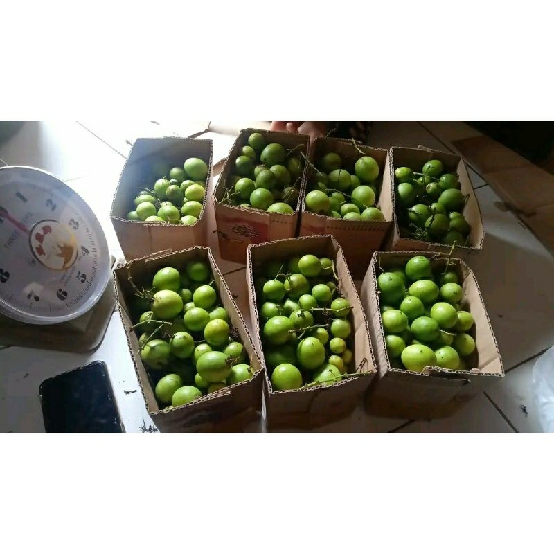 Jual buah jatake Gandaria muda cametrok 1kg banyak manfaat murah ...