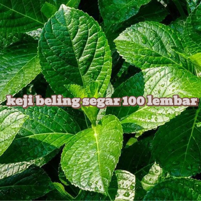 Jual Daun Keji Beling Pecah Beling Kejibeling 100 lembar | Shopee Indonesia