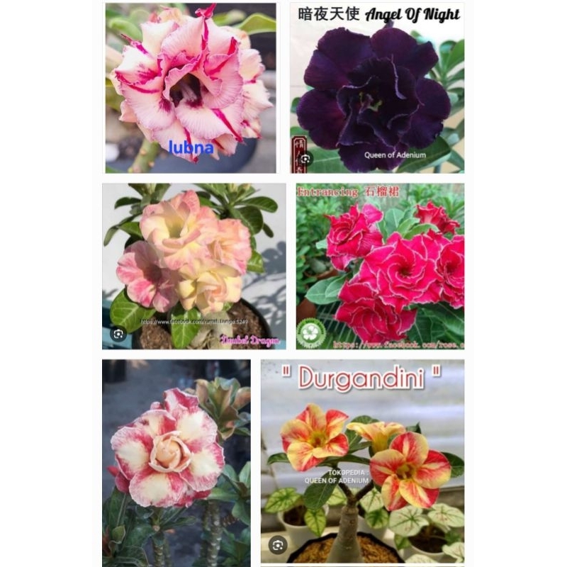 Jual adenium bunga tumpuk kuning | Shopee Indonesia