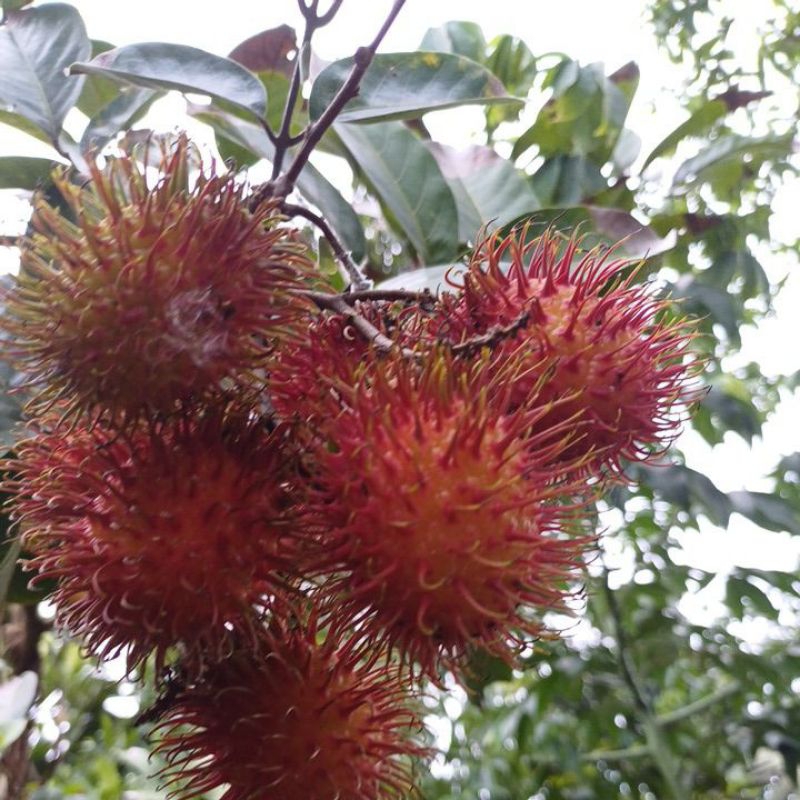 Jual Rambutan Aceh (2kg) | Shopee Indonesia
