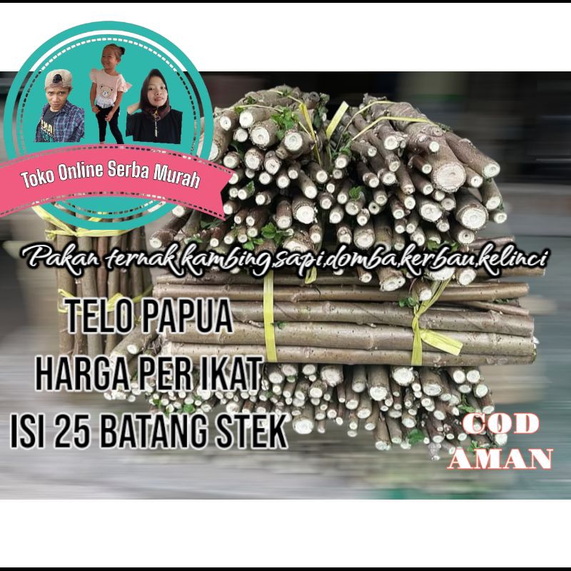 Jual TELO PAPUA/SINGKONG PAPUA PER IKAT (ISI 25 BATANG) | Shopee Indonesia