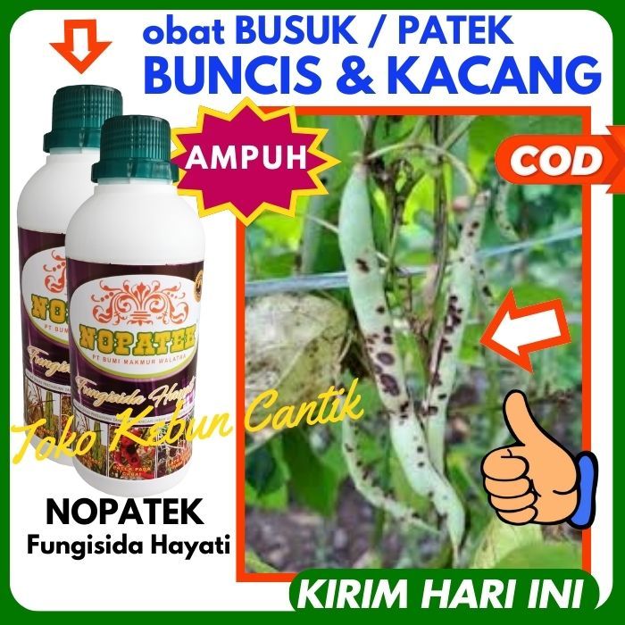 Jual GACOR BOSS. Solusi Hayati untuk Penyakit Busuk Bulai DAUN BAWANG ...