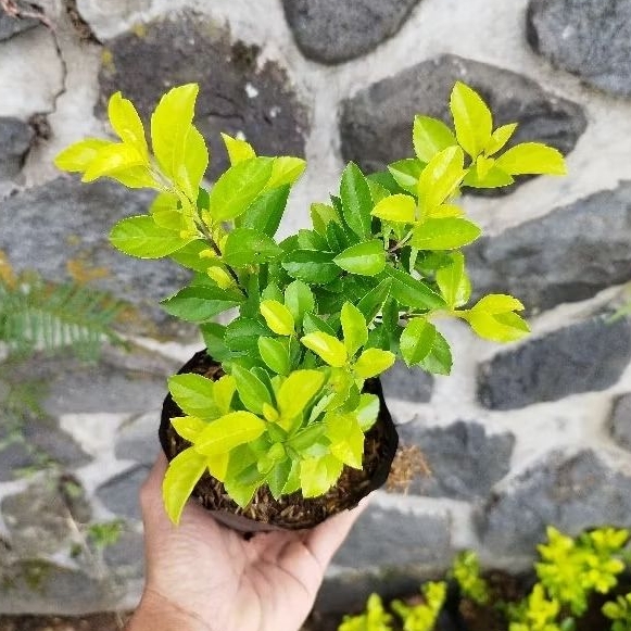 Jual Tanaman Penitian Kuning - Tanaman Pangkas Kuning - Taman - Tanaman ...