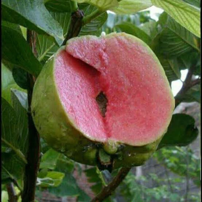 Jual Bibit tanaman jambu kristal merah hasil cangkok berbunga berbuah ...