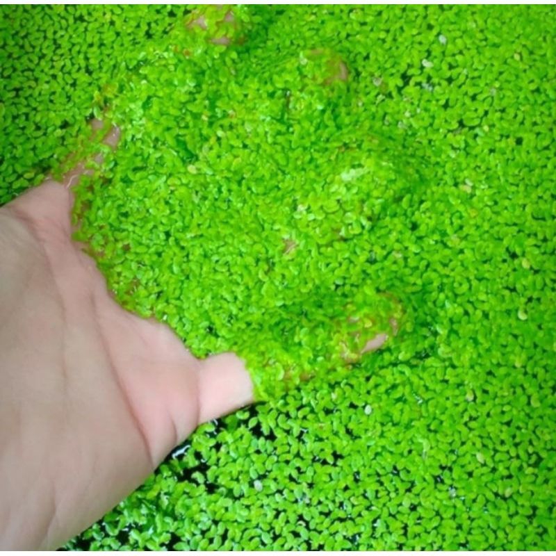 Jual lemna minor / mata lele / duckweed tanaman air | Shopee Indonesia