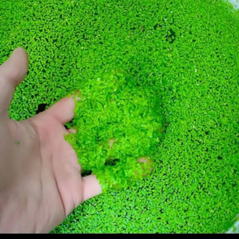 Jual lemna minor atau mata lele | Shopee Indonesia