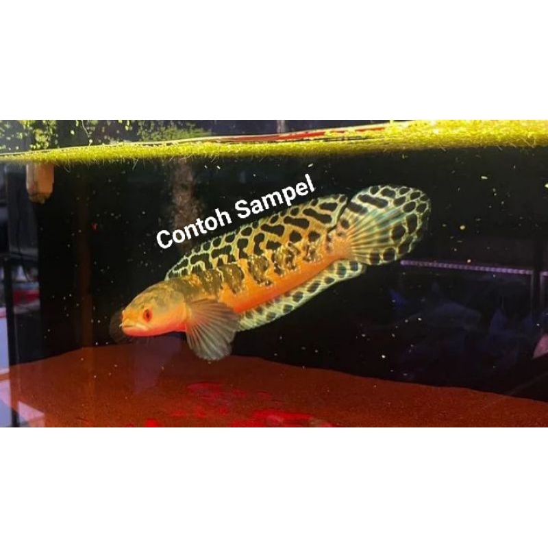 Jual Channa Maru Yellow Sentarum Batik Sortiran Size 14-16Cm,Channa ...