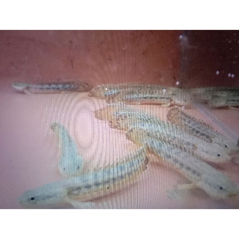 Jual Palmas Ansorgi 8-10cm | Shopee Indonesia