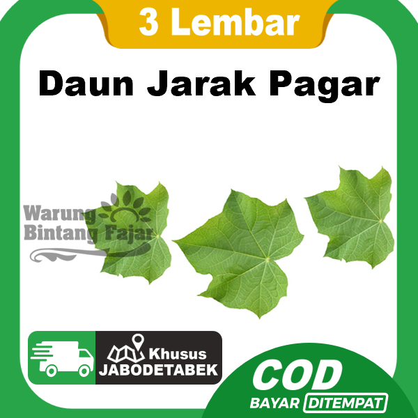 Jual Daun Jarak Pagar Obat Gatal Alergi Per 3 Lembar | Shopee Indonesia
