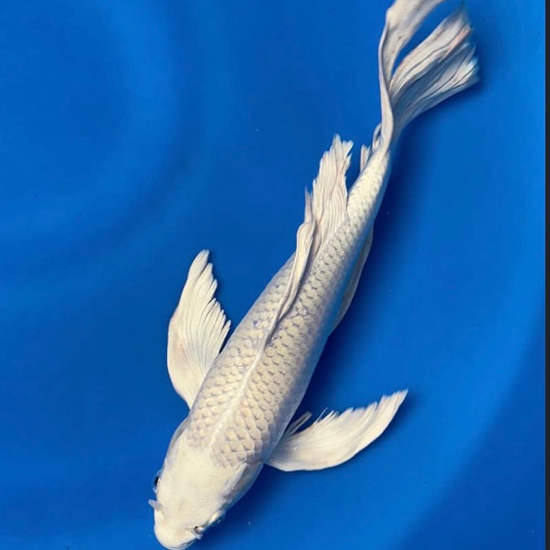 Jual koi platinum slayer kumpay berkualitas grade A+ size 20-25cm ...