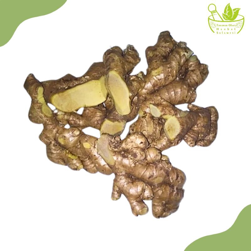 Jual Rimpang Lempuyang Wangi Segar (500 Gram) | Shopee Indonesia