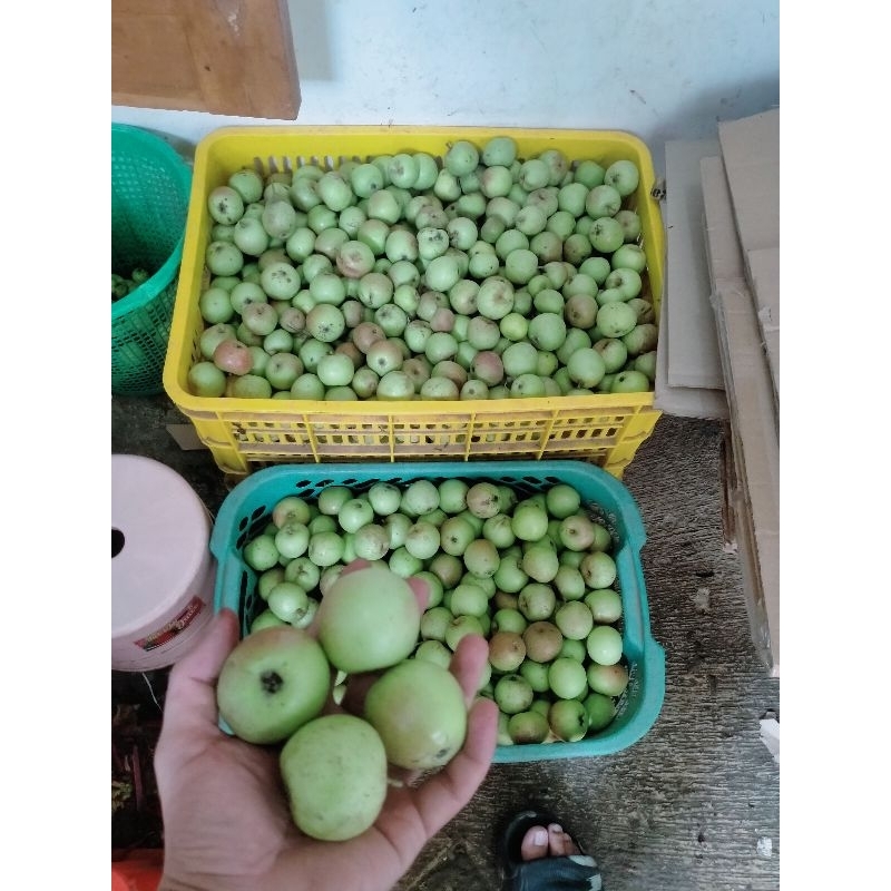 Jual Apel batu mini 2 kg fresh murah | Shopee Indonesia