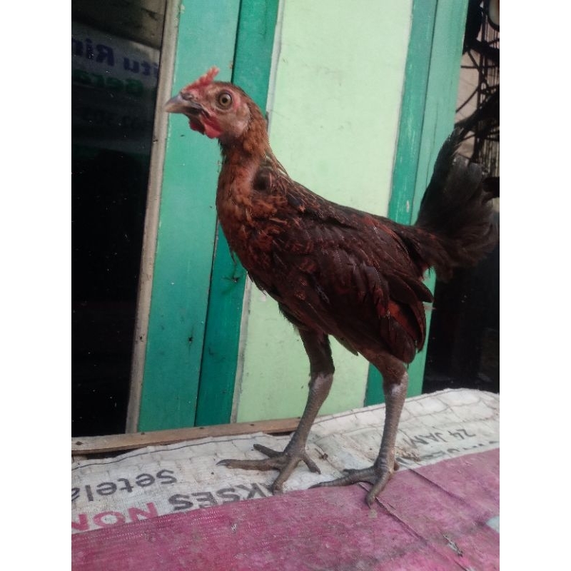 Jual Sepasang ayam ketawa durasi umur 2,5 bulan | Shopee Indonesia