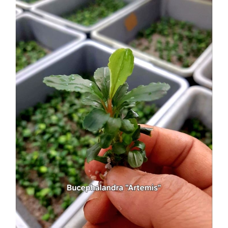Jual Tanaman hias air Bucephalandra "Artemis" | satu paket isi 2 rumpun ...