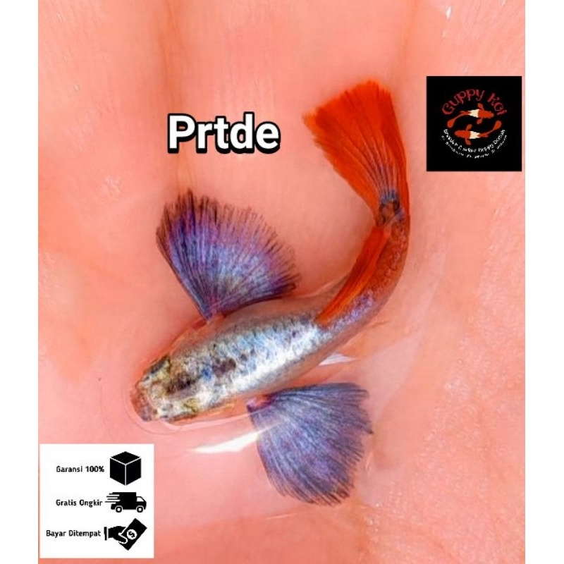 Jual hiasan aquarium platinum red tail dumbo ear(PRTDE) | Shopee Indonesia