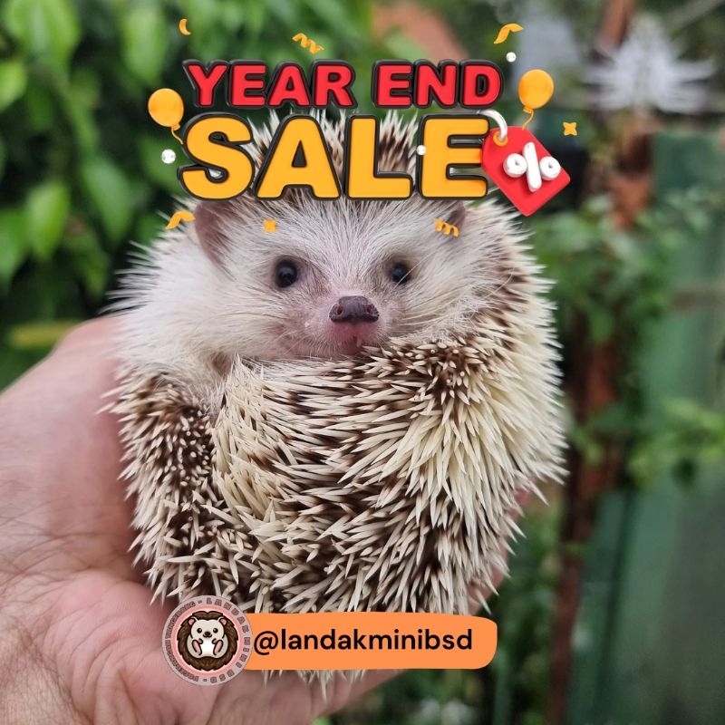 Jual Landak Mini Indukan | Shopee Indonesia