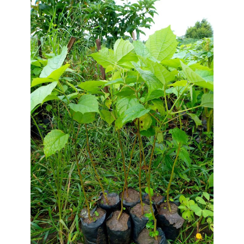 Jual Bibit Tanaman Kayu Jati Putih atau Kayu Gmelina Beli Sekarang ...