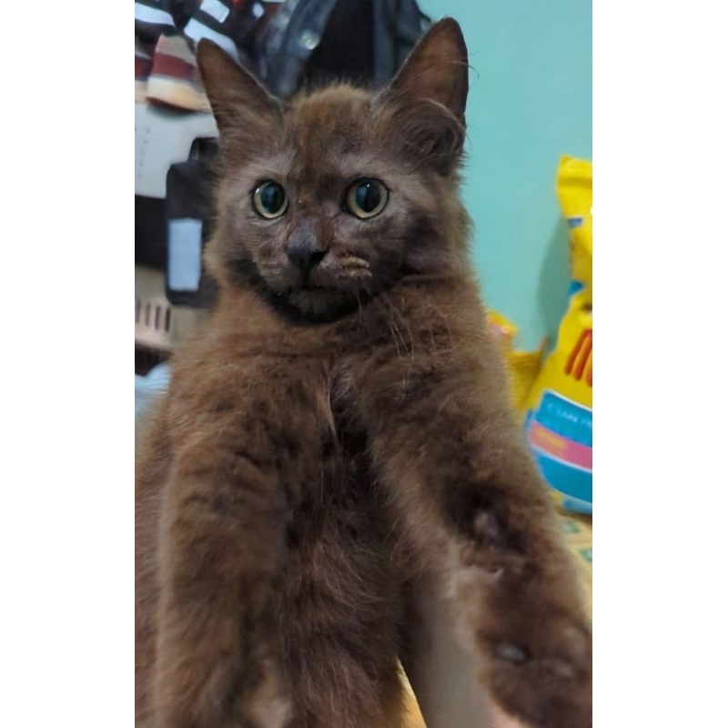 Jual GRATIS ONGKIR Kucing Kitten PERSIA HIMALAYA Cokelat Mix Persia ...