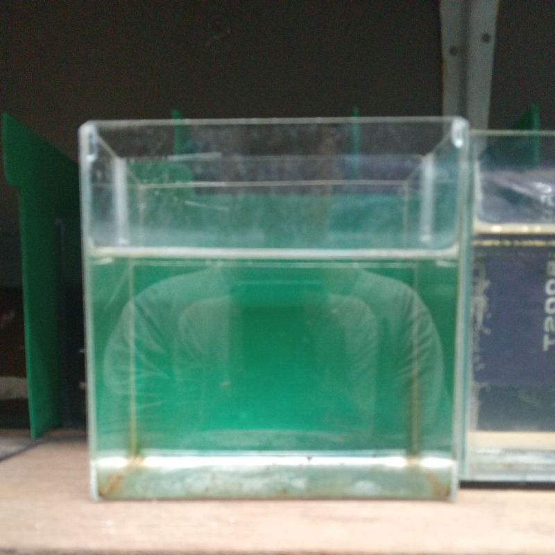 Jual Soliter ikan cupang | Shopee Indonesia