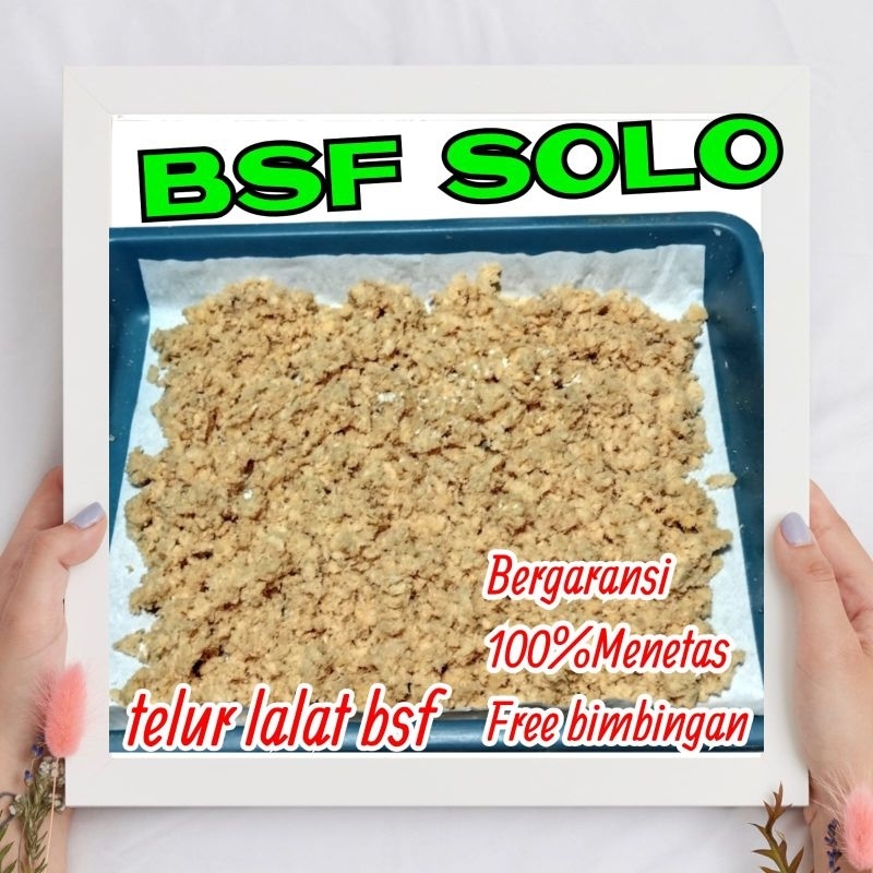 Jual PROMO MURAH!!! [10GRAM]Telur lalat bsf Telur maggot berkualitas ...