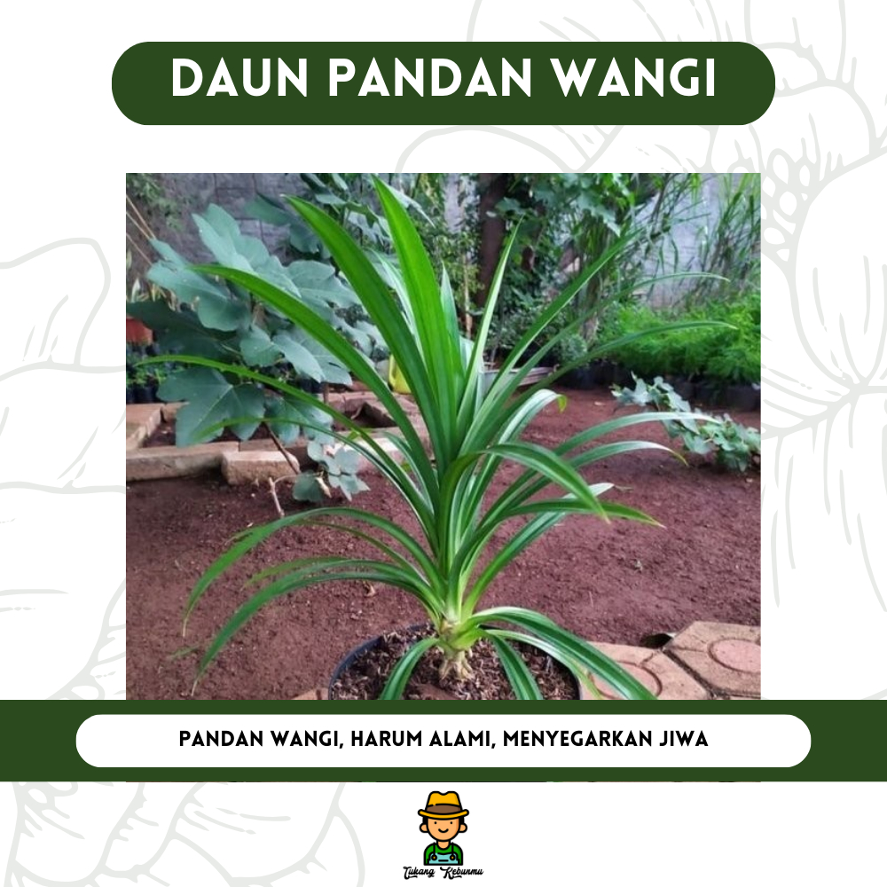 Jual Tanaman Herbal Daun Pandan Wangi | Segar Alami, Aromaterapi ...