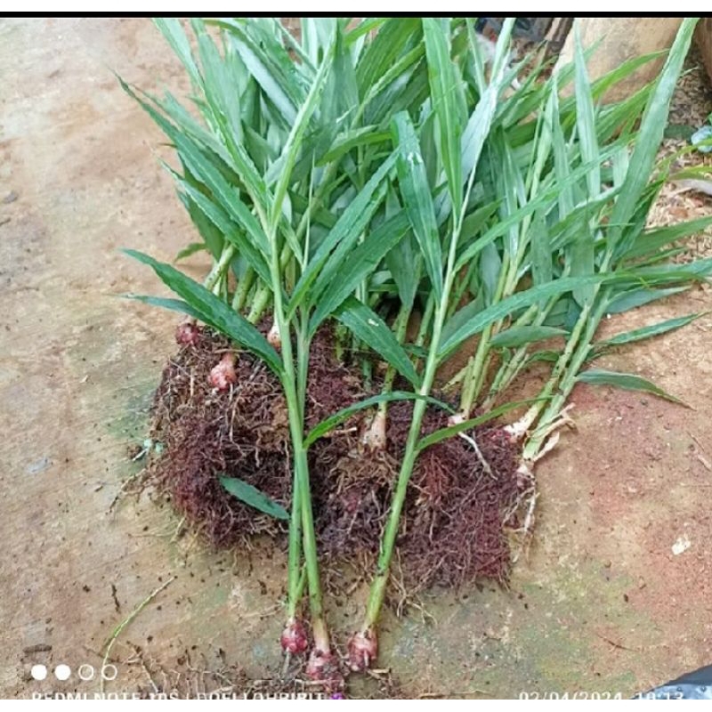 Jual BIBIT JAHE MERAH | Shopee Indonesia
